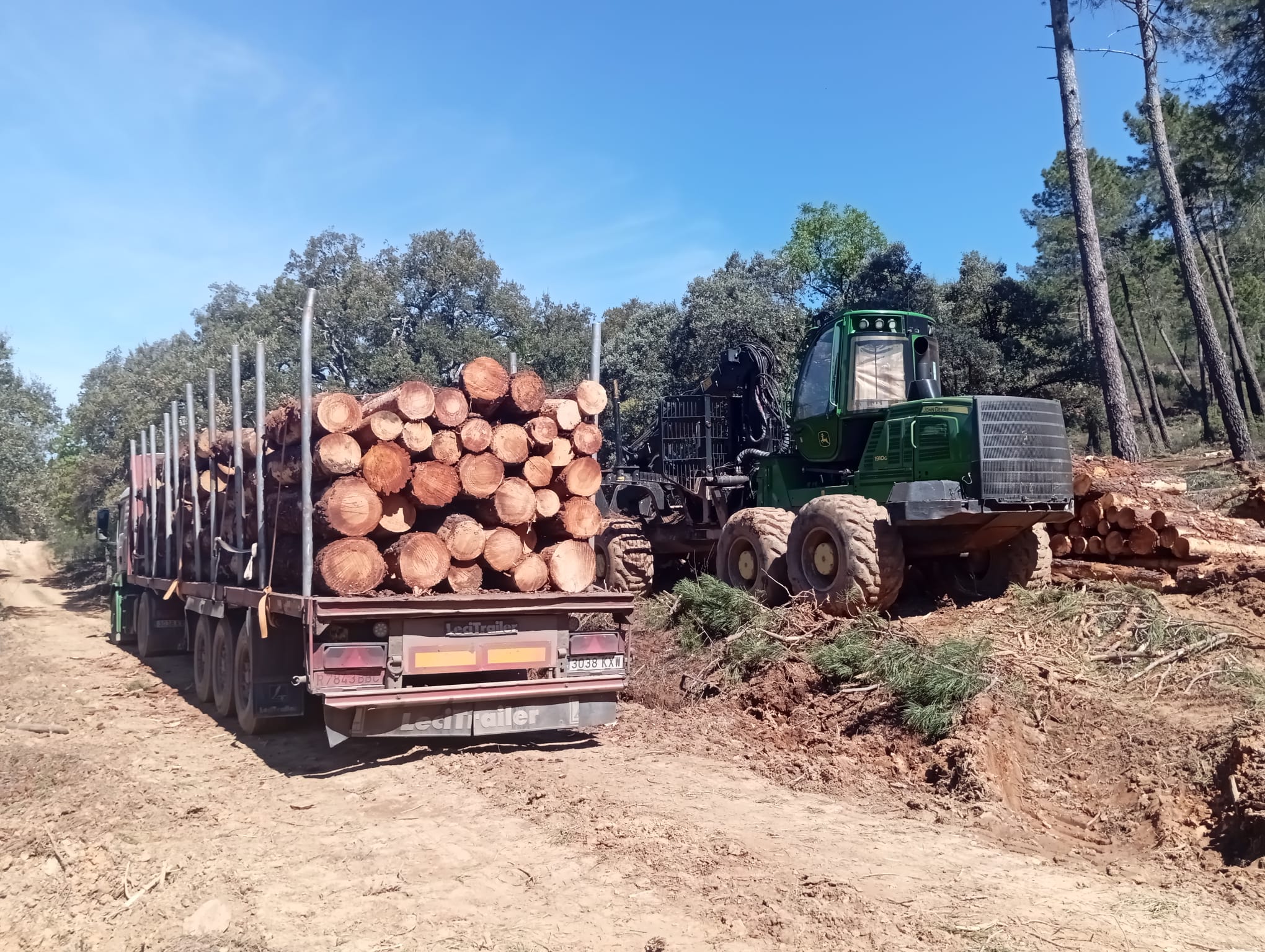 Innovación y experiencia en explotaciones madereras - Agroforestal Pyrus